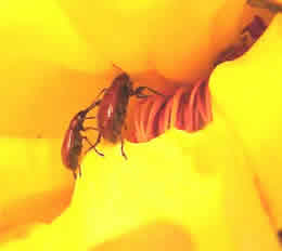 Rose Curculio | Department of Entomology | Washington State University