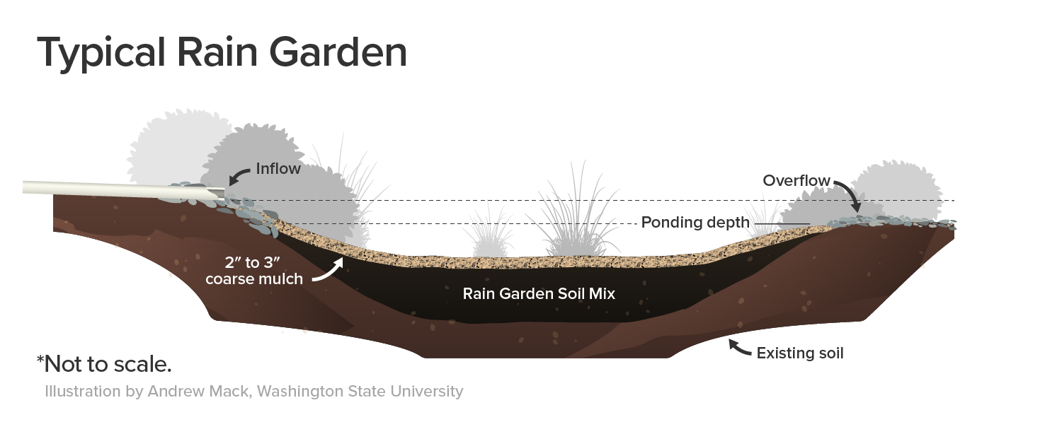 Rain Garden Basics | Rain Gardens | Washington State University