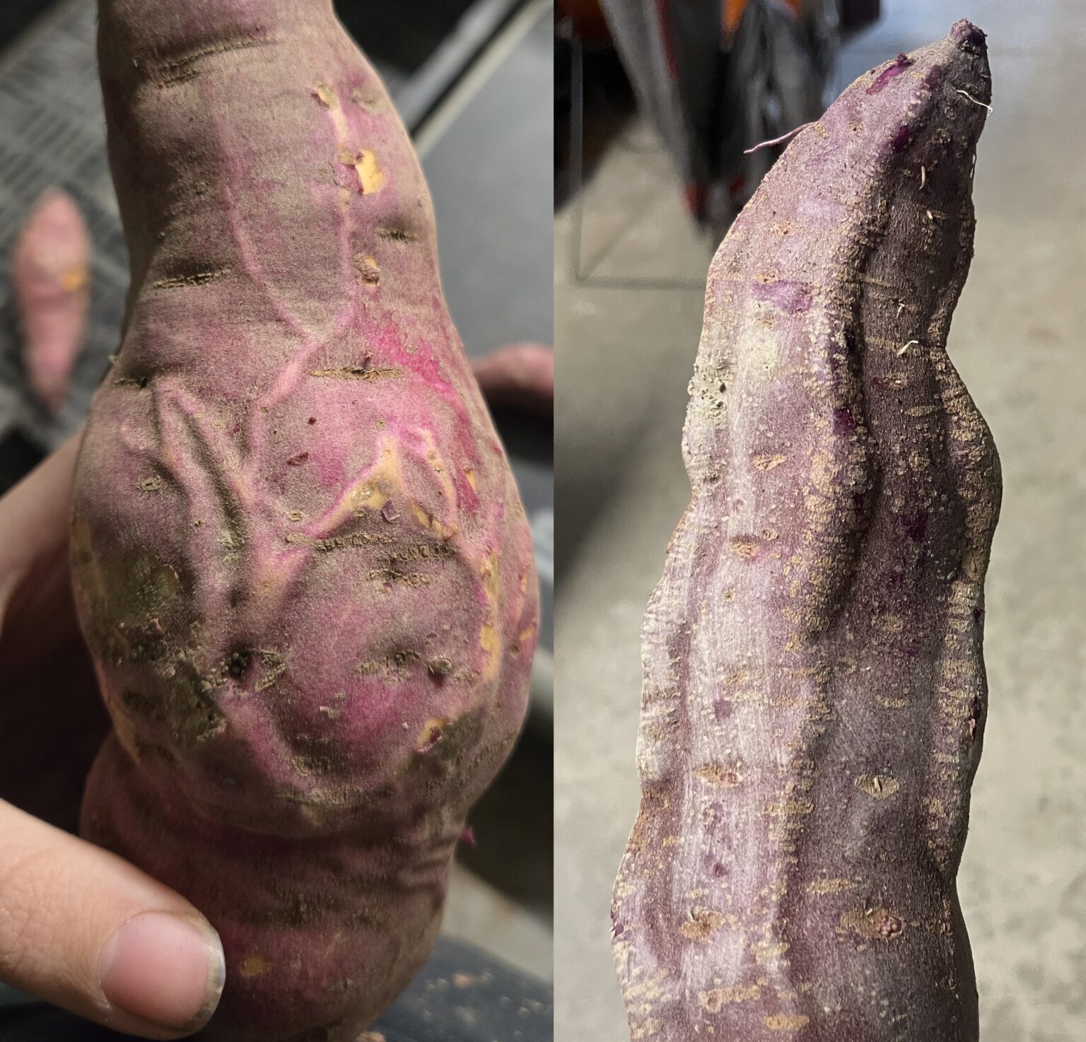 Growing Guide: Sweetpotato Pests and Diseases | Vegetable Research and ...