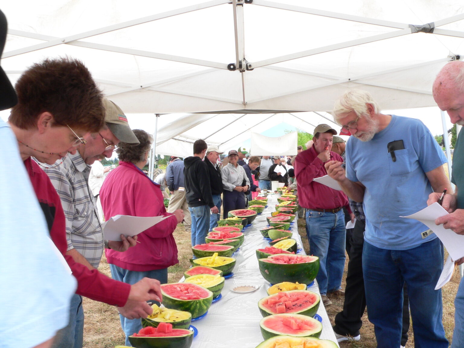 Icebox Watermelons | Vegetable Research and Extension | Washington ...