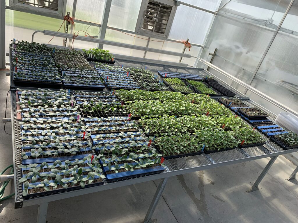 Vegetable Research and Extension | Washington State University