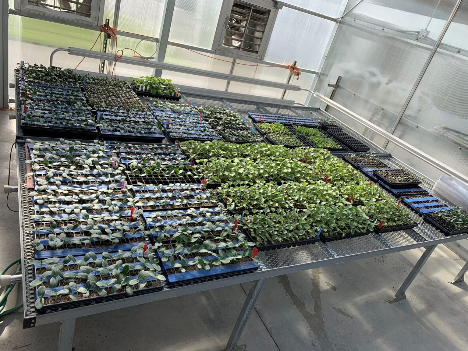 Vegetable Research and Extension | Washington State University