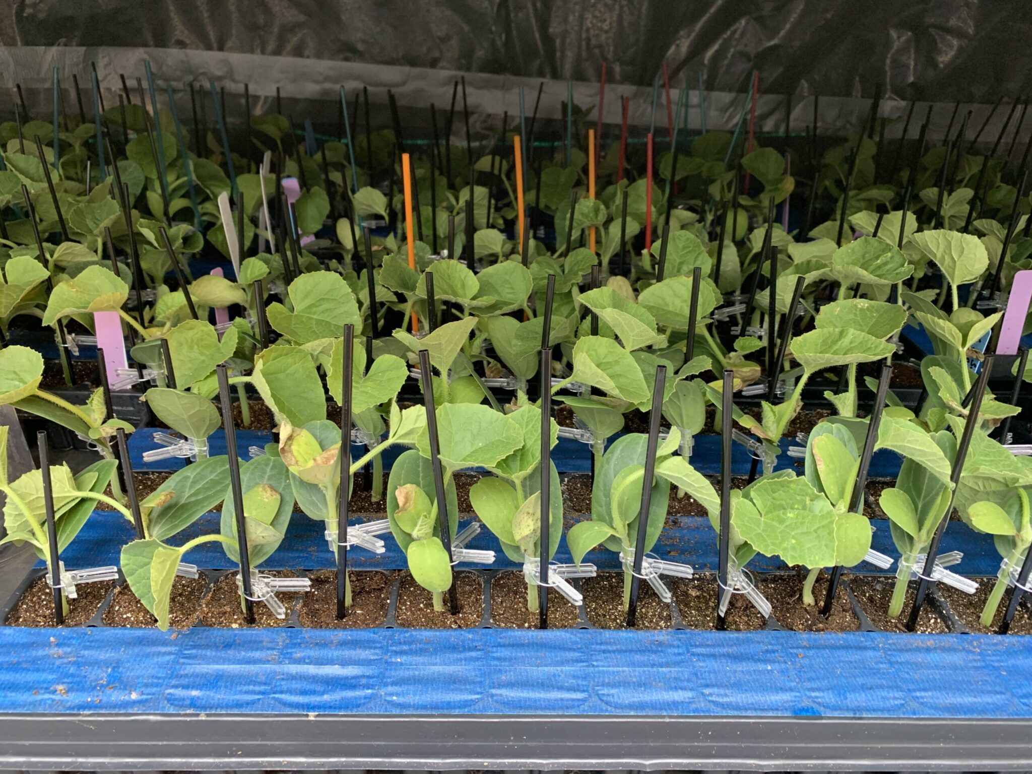 Vegetable Research and Extension | Washington State University