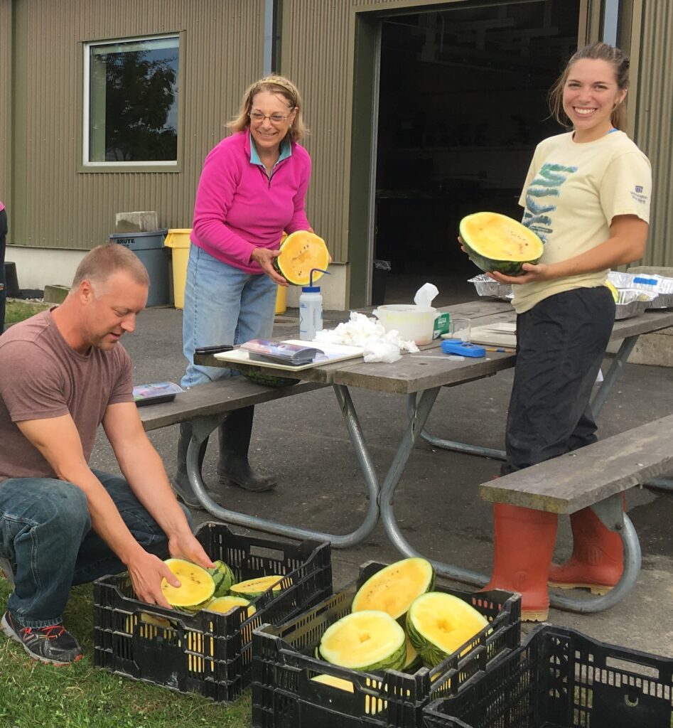 Icebox Watermelons | Vegetable Research and Extension | Washington ...