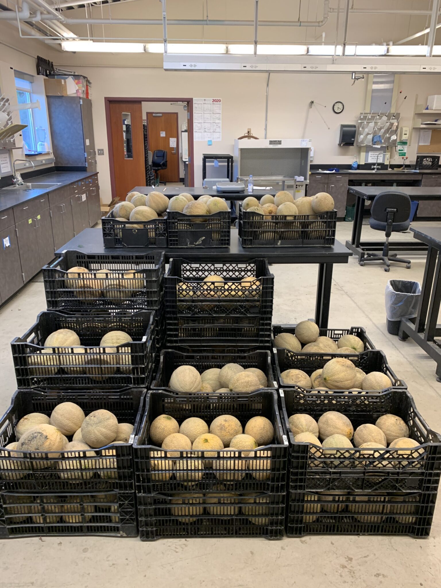 Vegetable Research and Extension | Washington State University