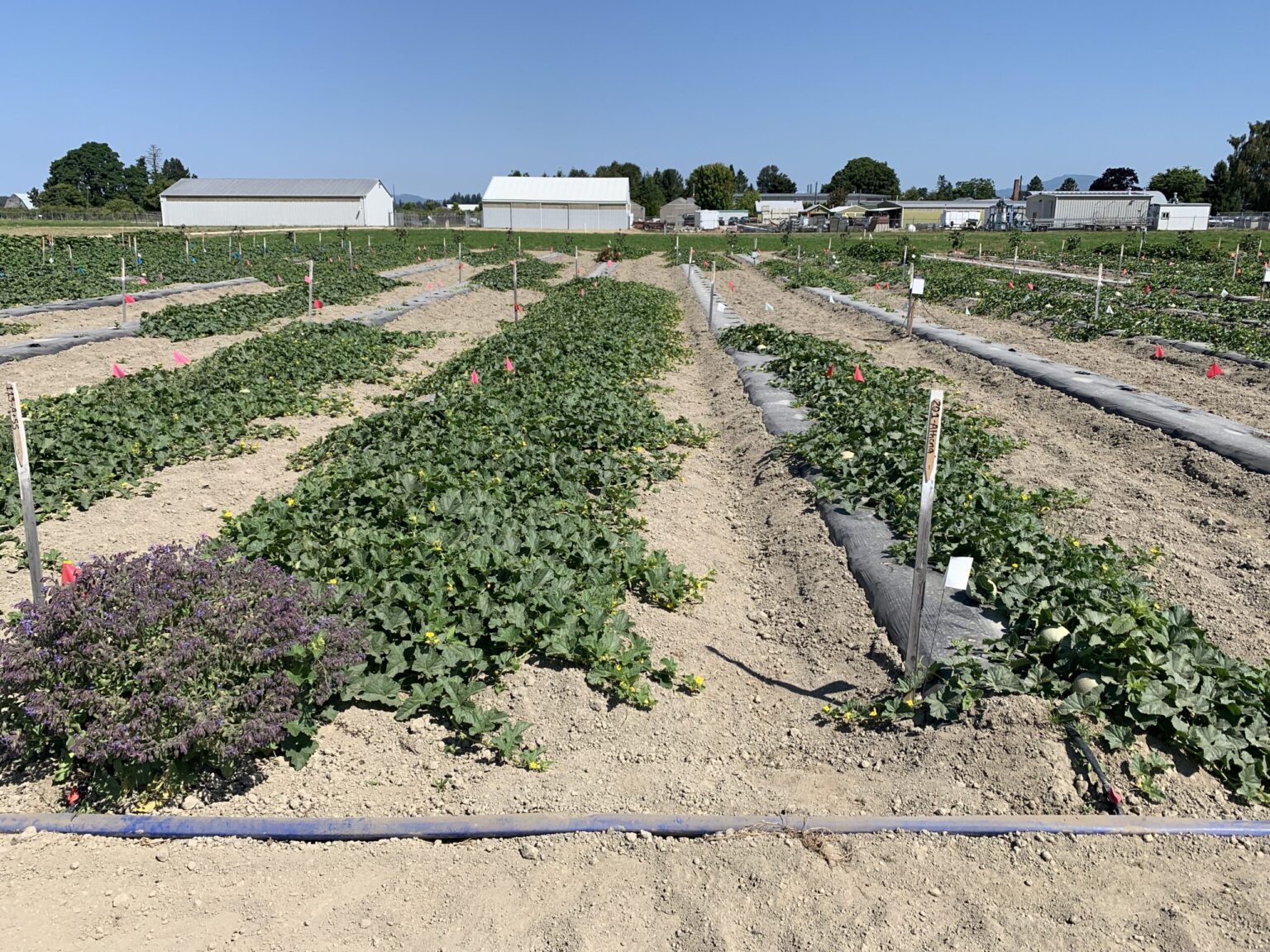 Melon Production | Vegetable Research and Extension | Washington State ...