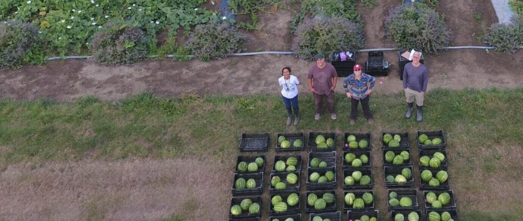 Vegetable Research and Extension | Washington State University