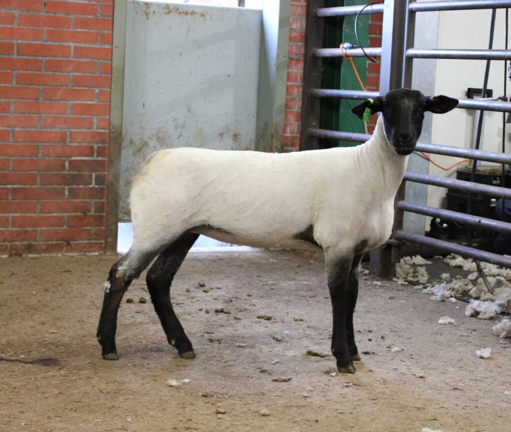 WSU Livestock and Meat Evaluation | Washington State University