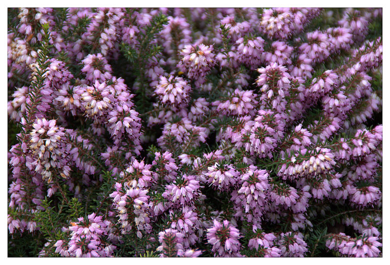 #10 Winter Flowering Shrubs | King County | Washington State University