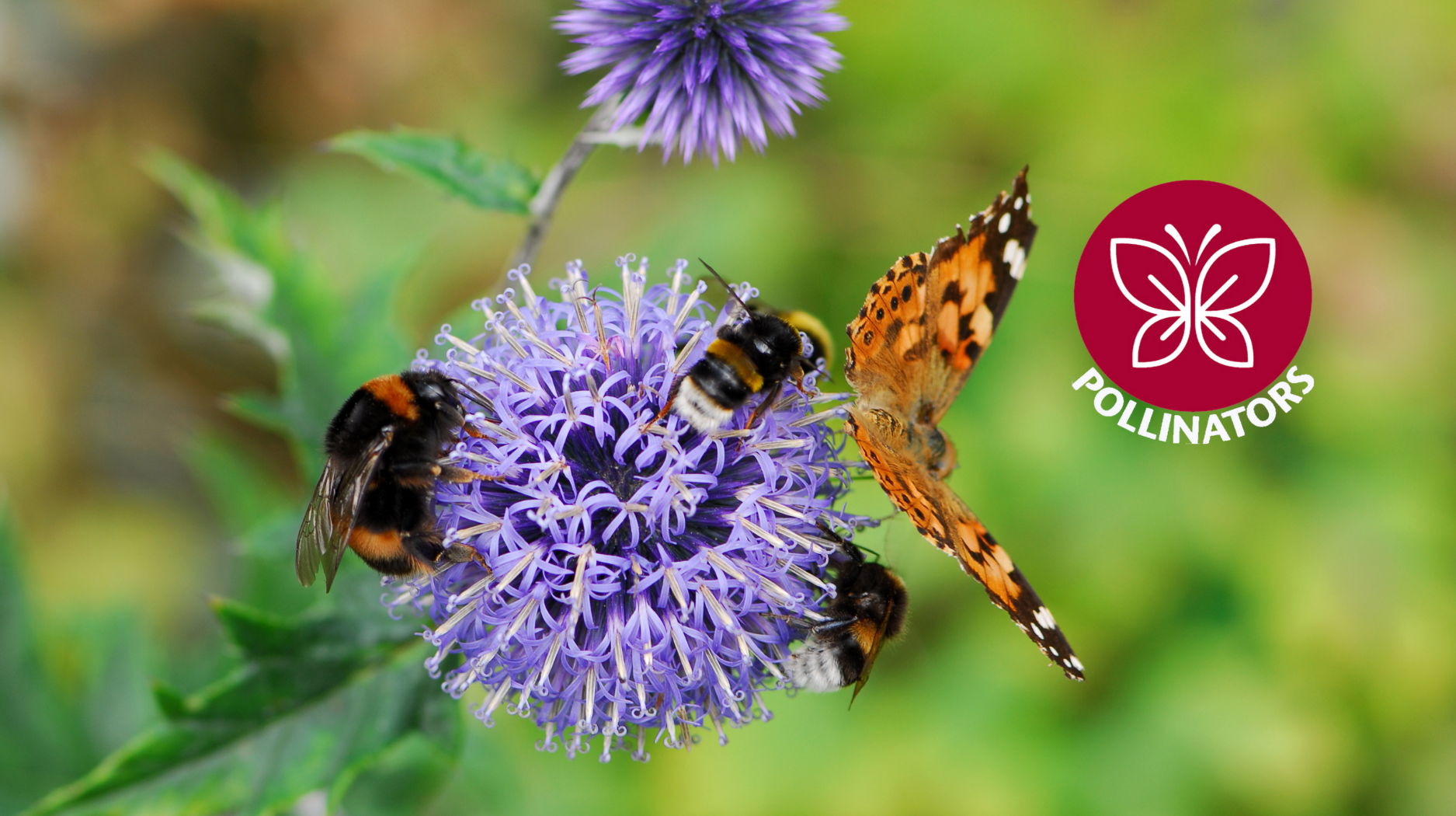 2024 Pollinators Impact | Master Gardener Program | Washington State University