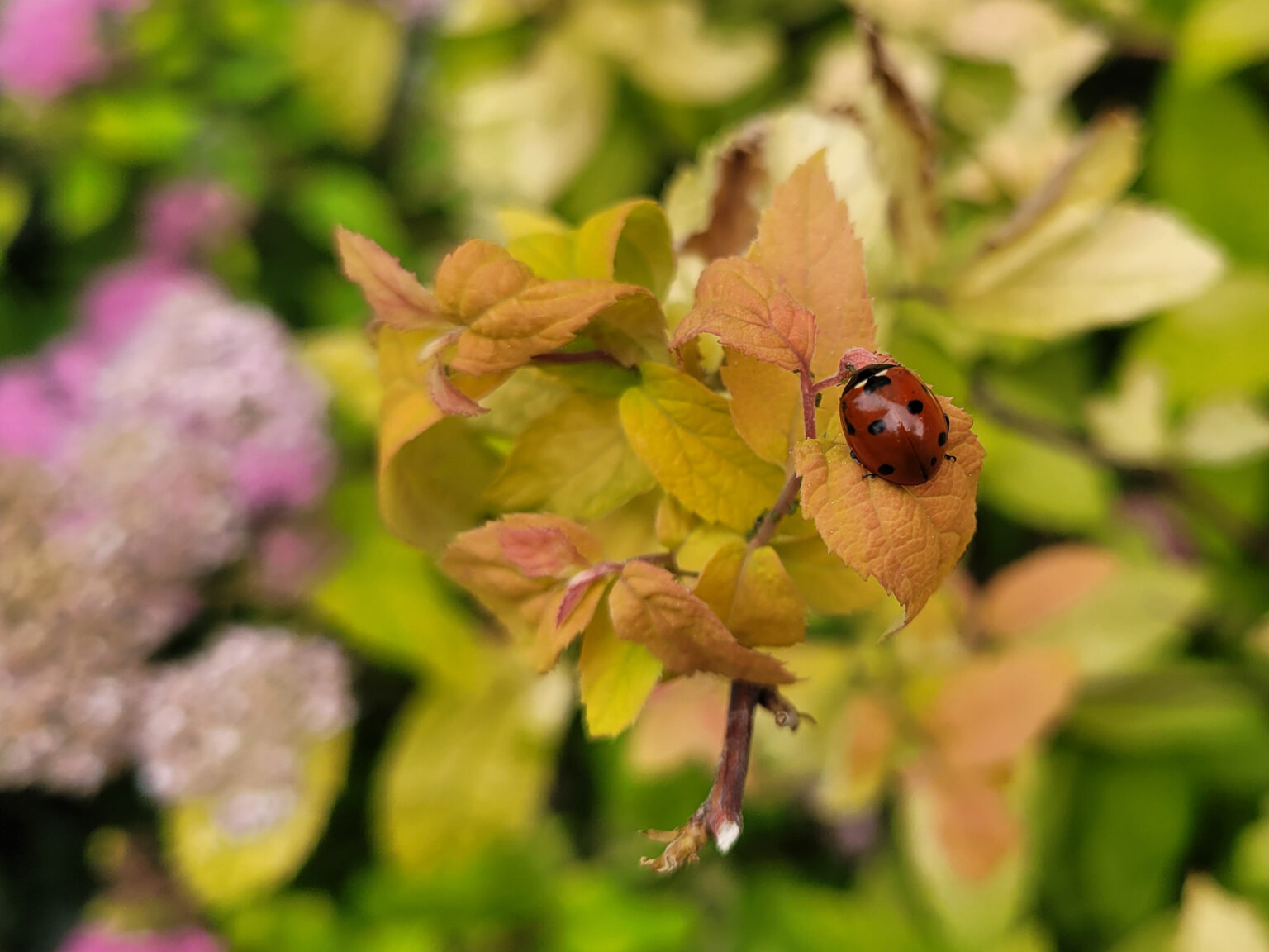 Master Gardener Program | Washington State University