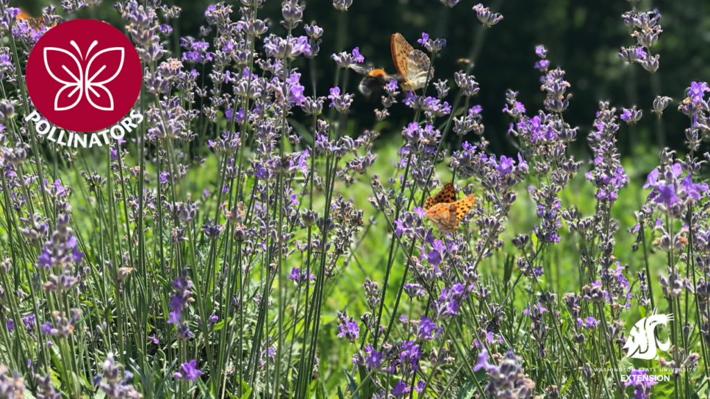 Pollinator library | Master Gardener Program | Washington State University