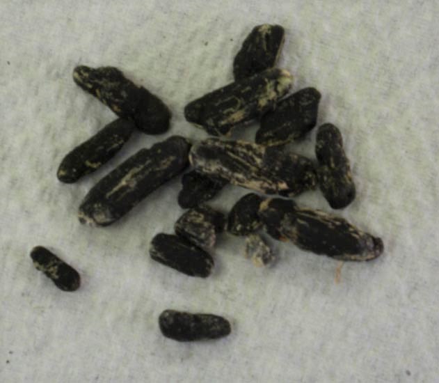 Bean | Pacific Northwest Vegetable Extension Group | Washington State ...