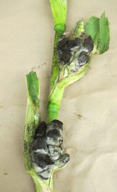 Sweet Corn | Pacific Northwest Vegetable Extension Group | Washington ...