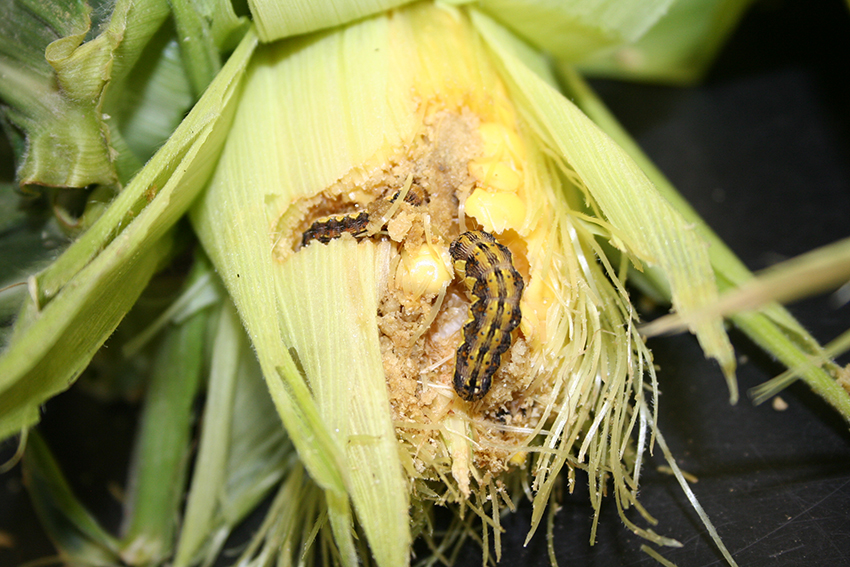 Sweet Corn | Pacific Northwest Vegetable Extension Group | Washington ...