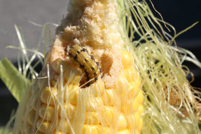 Sweetcorn corn earworm | Pacific Northwest Vegetable Extension Group ...