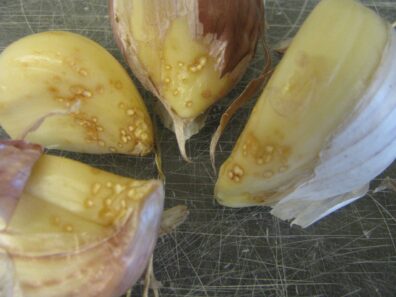 Garlic eriophyid mite | Pacific Northwest Vegetable Extension Group ...
