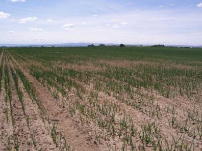 Onion/Allium | Pacific Northwest Vegetable Extension Group | Washington ...