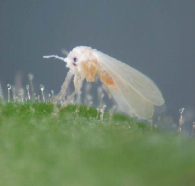Potato whitefly | Pacific Northwest Vegetable Extension Group ...