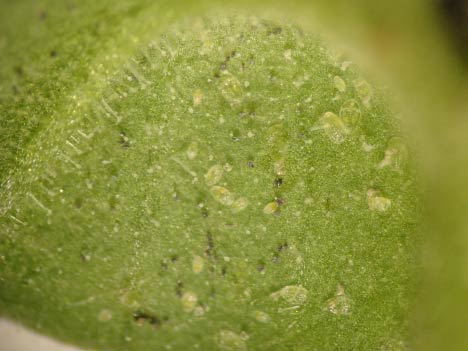 Potato whitefly | Pacific Northwest Vegetable Extension Group ...