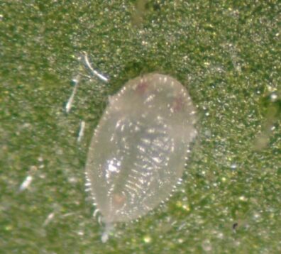 Potato whitefly | Pacific Northwest Vegetable Extension Group ...