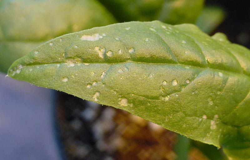 Spinach | Pacific Northwest Vegetable Extension Group | Washington ...