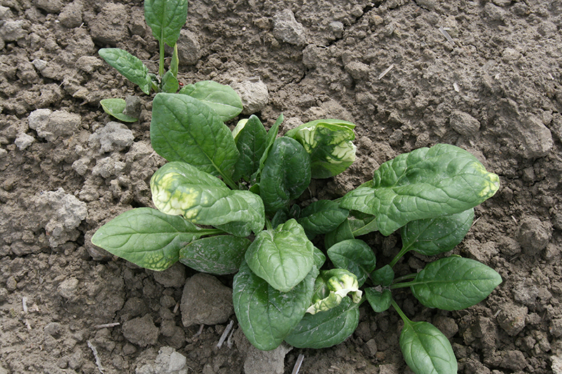 Spinach herbicide Injury | Pacific Northwest Vegetable Extension Group ...