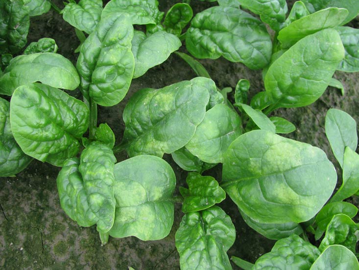 Spinach downy mildew | Pacific Northwest Vegetable Extension Group ...