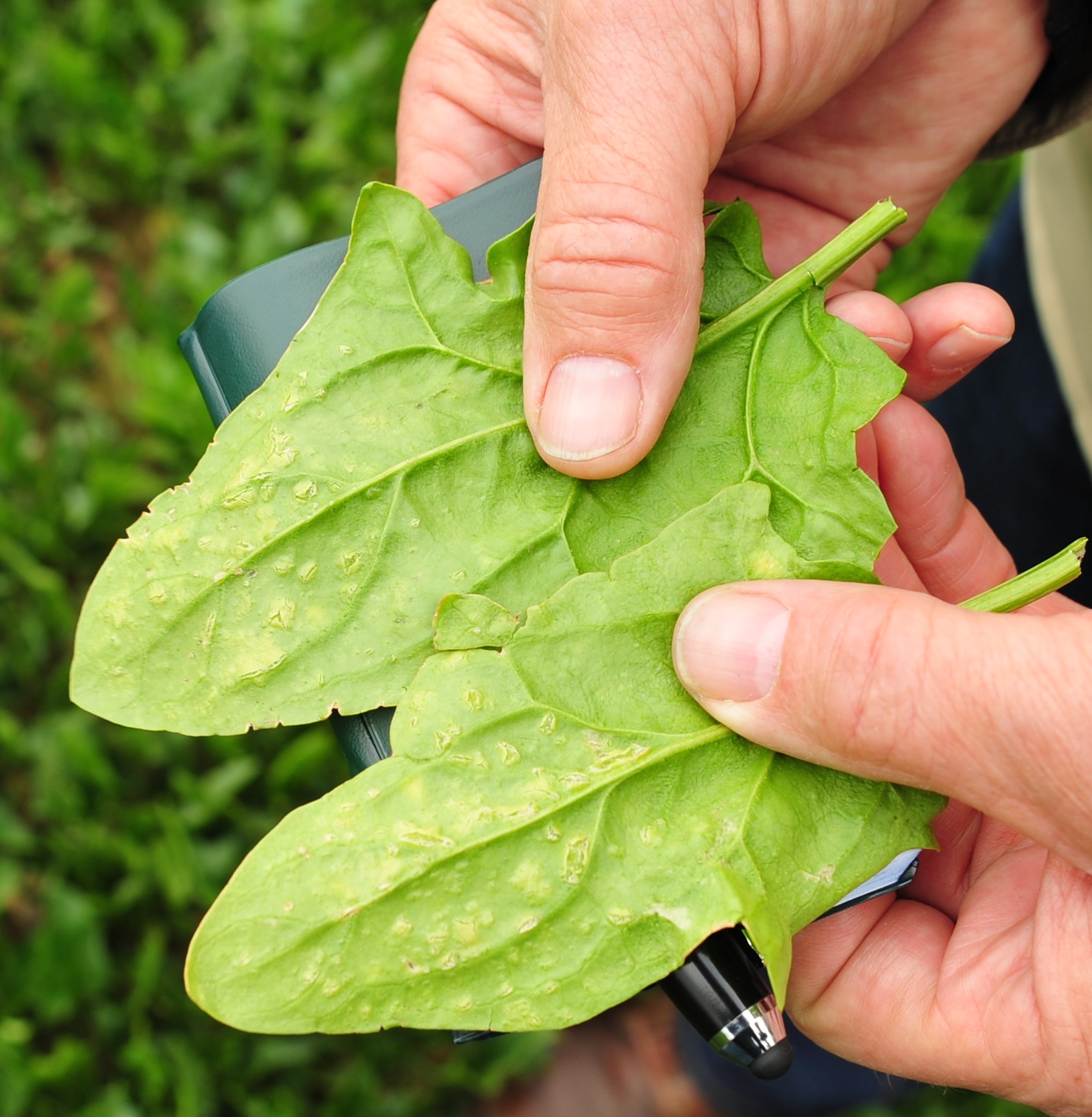 Spinach | Pacific Northwest Vegetable Extension Group | Washington ...