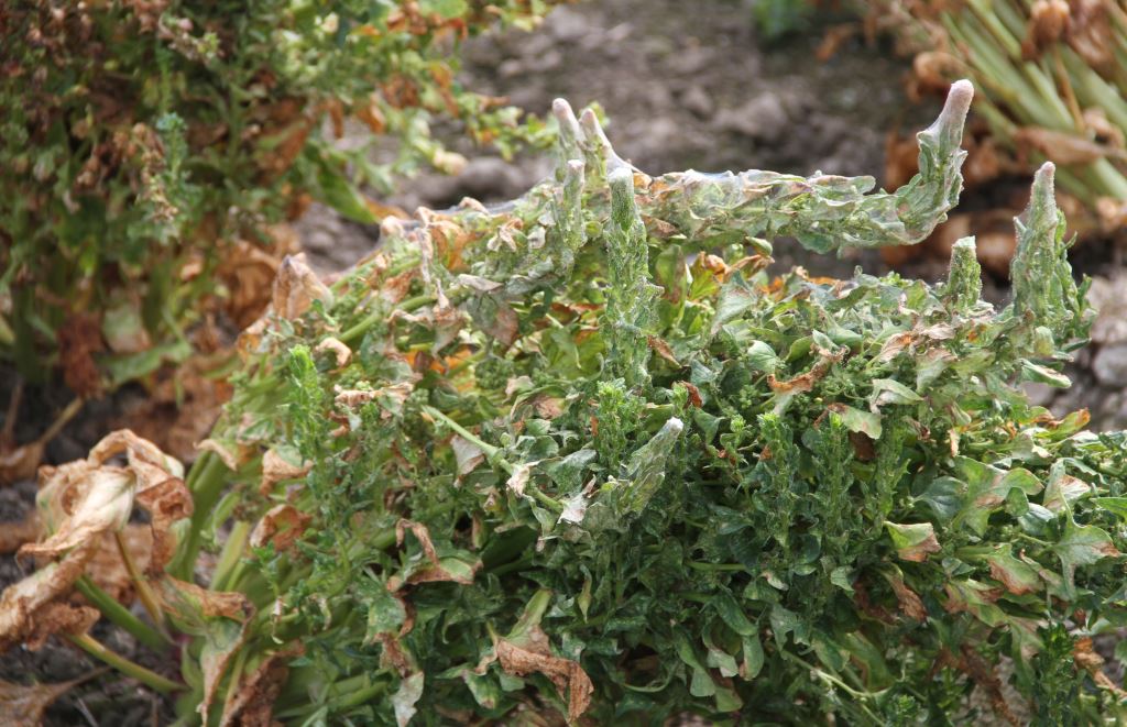 Spinach | Pacific Northwest Vegetable Extension Group | Washington ...