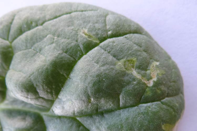 Spinach | Pacific Northwest Vegetable Extension Group | Washington ...