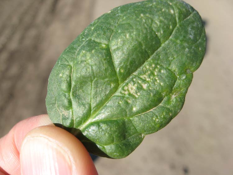 Spinach leafminer | Pacific Northwest Vegetable Extension Group | Washington State University