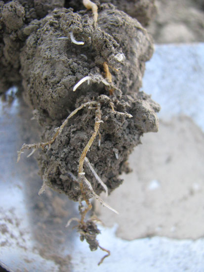 Spinach springtails | Pacific Northwest Vegetable Extension Group ...