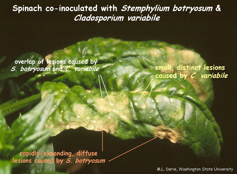 Spinach stemphylium leaf spot | Pacific Northwest Vegetable Extension ...