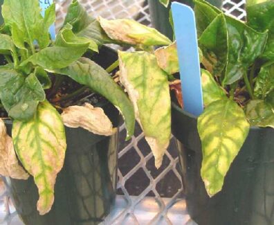Spinach verticillium wilt | Pacific Northwest Vegetable Extension Group ...