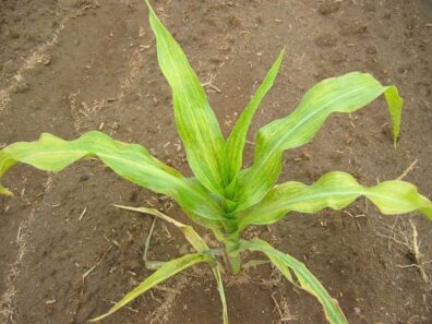 Sweet Corn | Pacific Northwest Vegetable Extension Group | Washington ...
