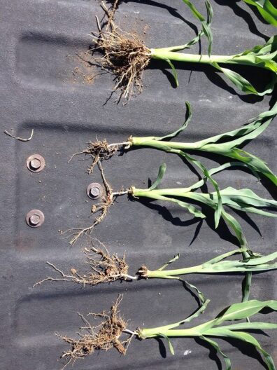 Sweet Corn | Pacific Northwest Vegetable Extension Group | Washington ...