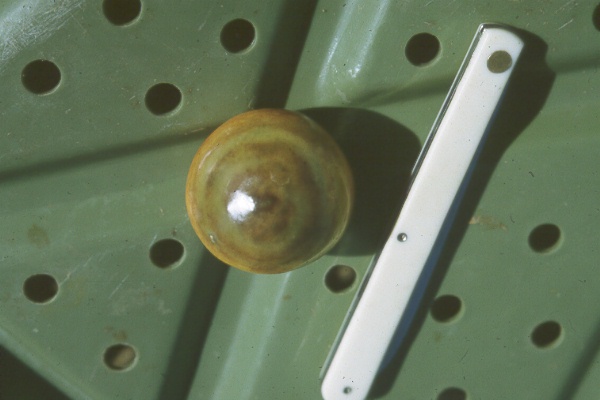 Tomato | Pacific Northwest Vegetable Extension Group | Washington State ...