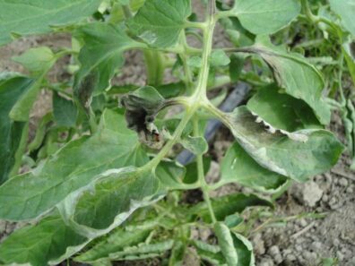 Tomato late blight | Pacific Northwest Vegetable Extension Group ...