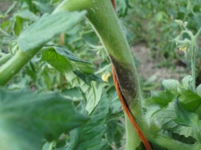 Tomato late blight | Pacific Northwest Vegetable Extension Group ...