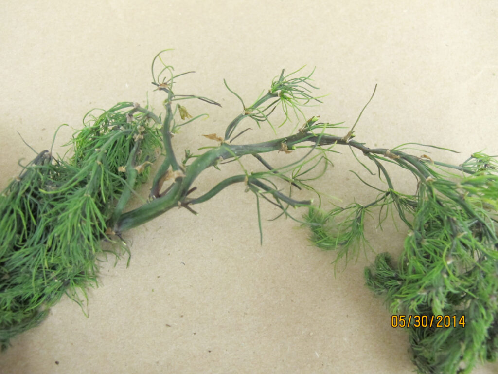 Asparagus | Pacific Northwest Vegetable Extension Group | Washington ...