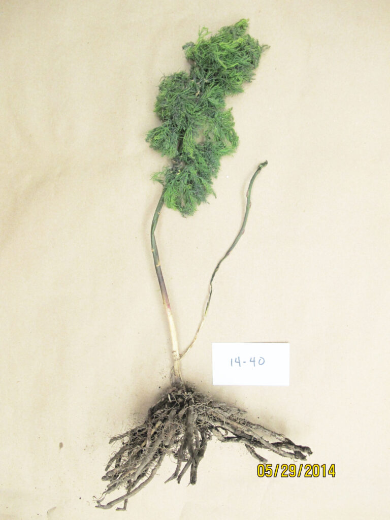 Asparagus | Pacific Northwest Vegetable Extension Group | Washington ...