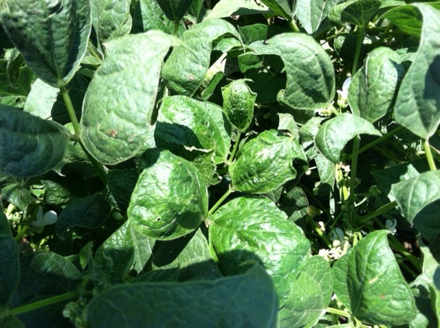 Bean herbicide Injury | Pacific Northwest Vegetable Extension Group ...
