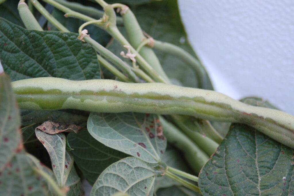 Bean | Pacific Northwest Vegetable Extension Group | Washington State ...