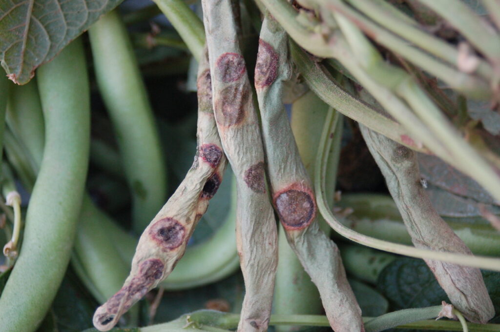 Bean | Pacific Northwest Vegetable Extension Group | Washington State ...