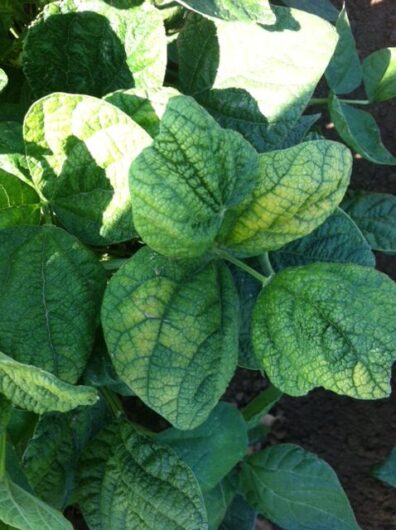 Bean | Pacific Northwest Vegetable Extension Group | Washington State ...