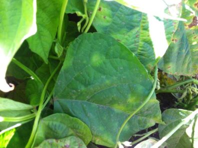 Bean halo blight | Pacific Northwest Vegetable Extension Group ...