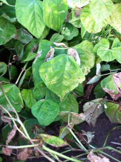 Bean halo blight | Pacific Northwest Vegetable Extension Group ...