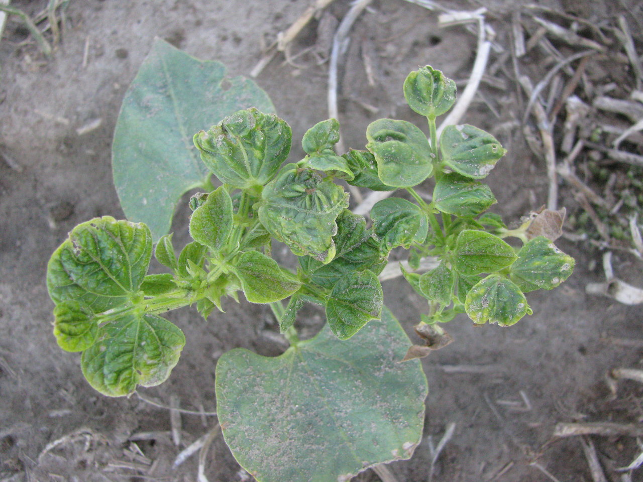 Bean herbicide Injury | Pacific Northwest Vegetable Extension Group ...