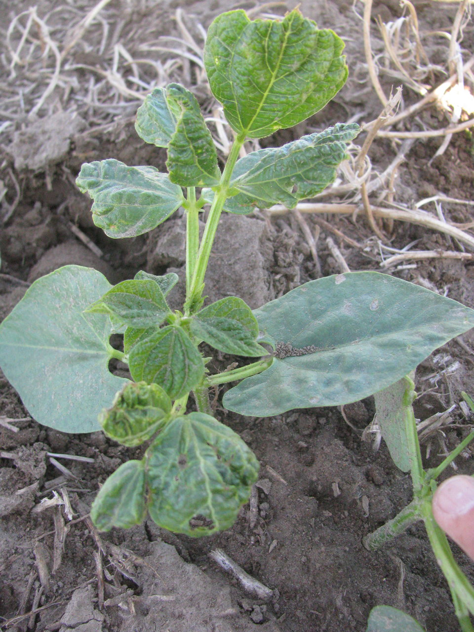 Bean herbicide Injury | Pacific Northwest Vegetable Extension Group ...